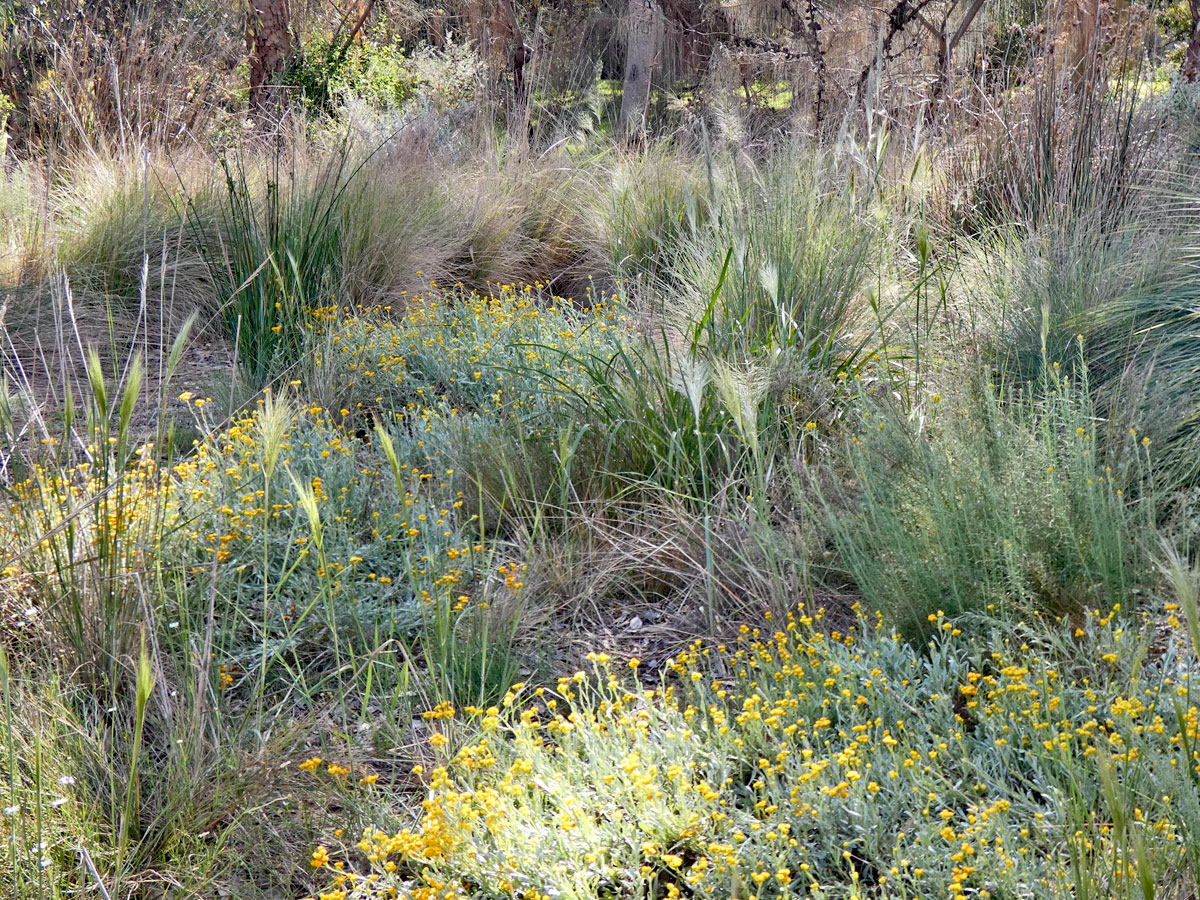 Australian Plants Society – Keilor Plains Group – growing, conserving ...